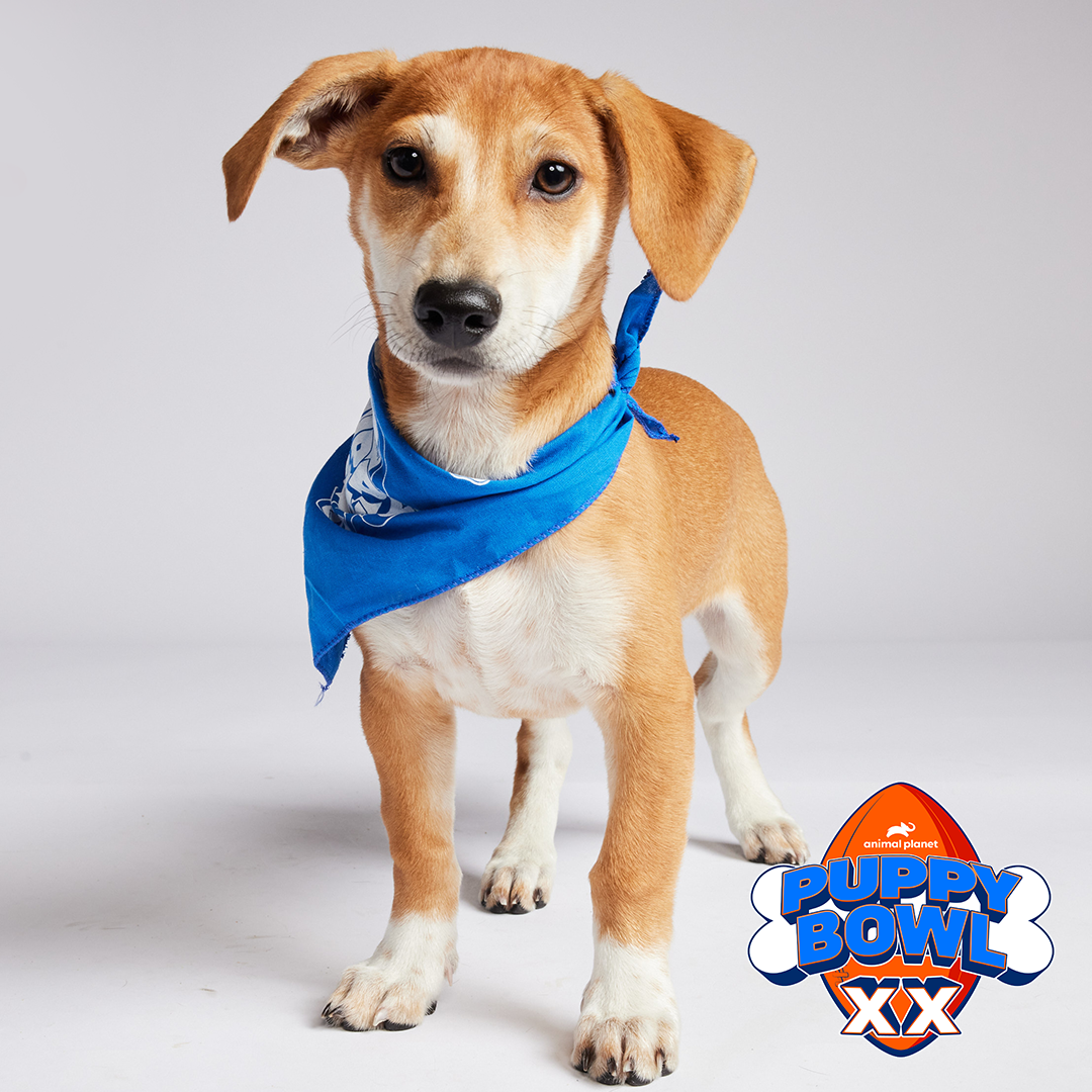 Southside SPCA's Flea Flicker is in the Puppy Bowl!! | Southside SPCA